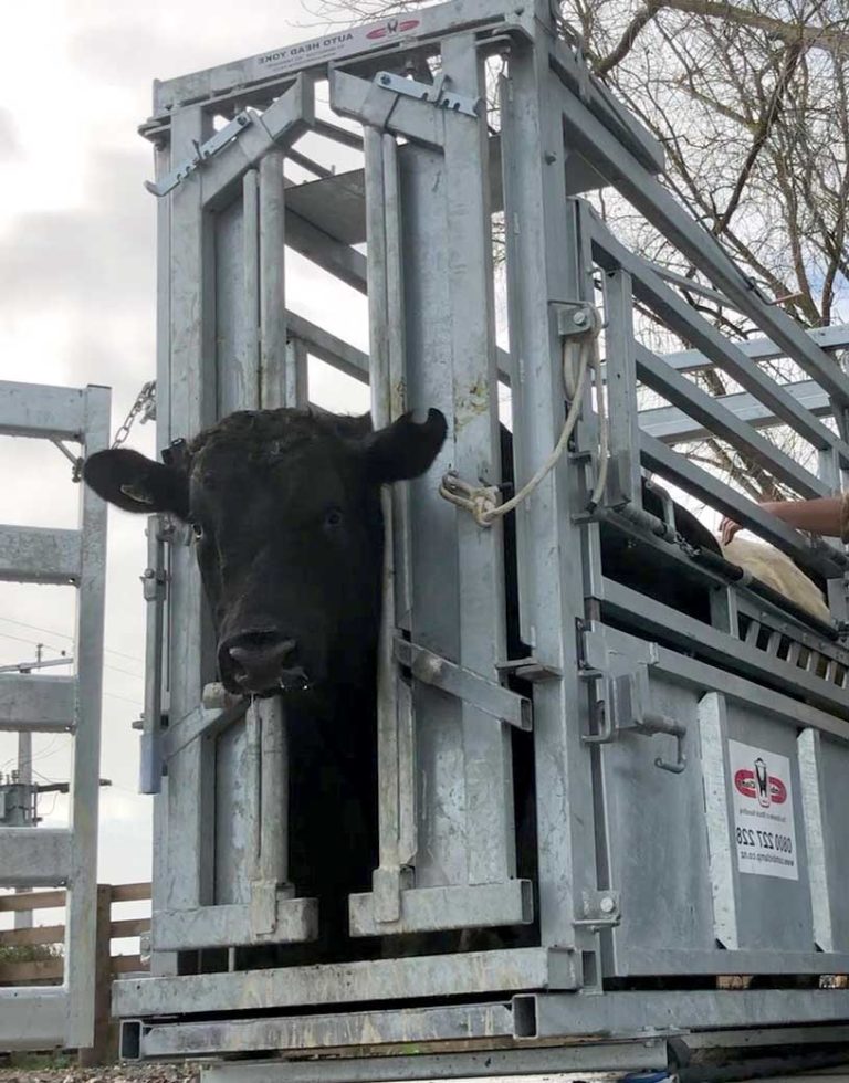 Cattle Handling - Combi Clamp