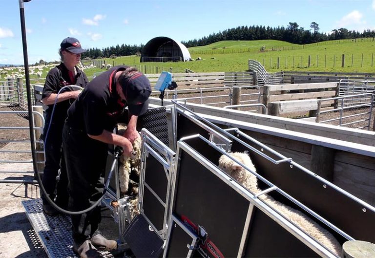Sheep Handler - Combi Clamp