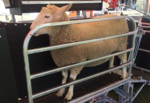 Sheep Handler - Combi Clamp